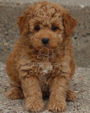 J115 loyal poodle puppy dog - Pets for sale in Puchong, Kuala Lumpur