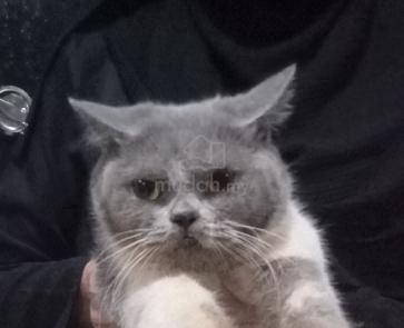BSH Bicolour Female - Pets for sale in Johor Bahru, Johor