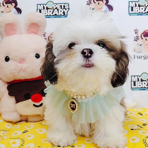 Gorgeous Cute Shih Tzu Puppu Dog Pet *yu.03972 - Pets for sale in ...