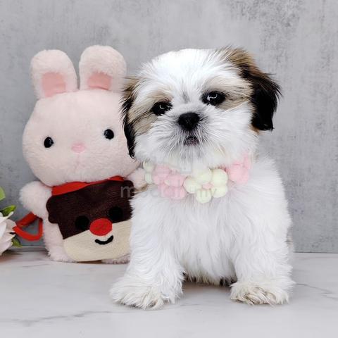 Gorgeous Cute Shih Tzu Puppu Dog Pet *yu.03834 - Pets for sale in ...