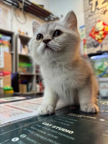 British Silver kitten bsh - Pets for sale in Teluk Intan, Perak