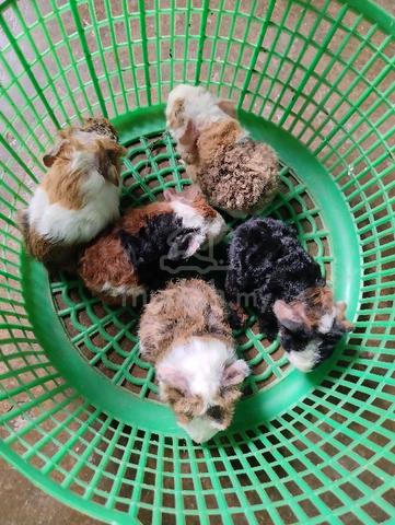 guinea pig comel - Pets for sale in Ayer Keroh, Melaka