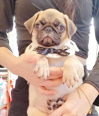 Super Fatty Pug Puppy Dog Pet *yu.0146 - Pets for sale in Puchong, Selangor