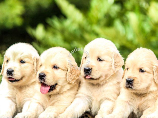 Rehome Big Bone Grade AA Golden Retriever MKA cert - Pets for sale in ...