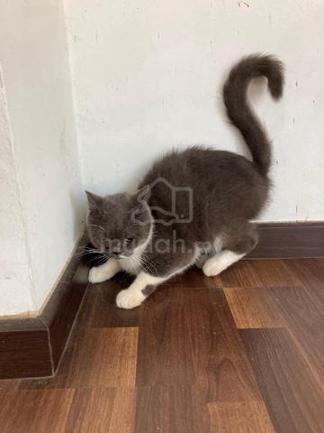 Bsh bicolor female - Pets for sale in Puchong, Selangor