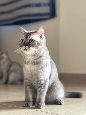 British Shorthair Silver Tabby - Pets for sale in Kuala Terengganu ...