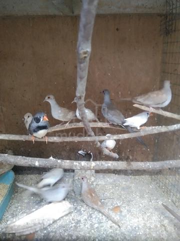 burung titir api - Pets for sale in Bachok, Kelantan