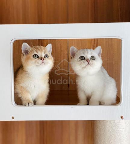 BSH British Shorthair Golden Silver Kitten - Pets for sale in Bangi ...