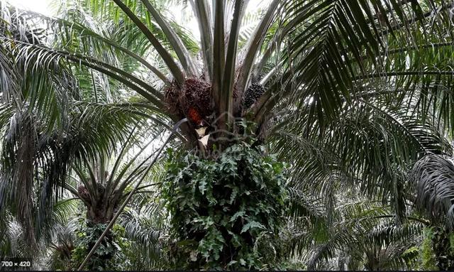 Agricultural Land for Sale, 200 Acre(s), Beaufort, Sabah 113656370 ...