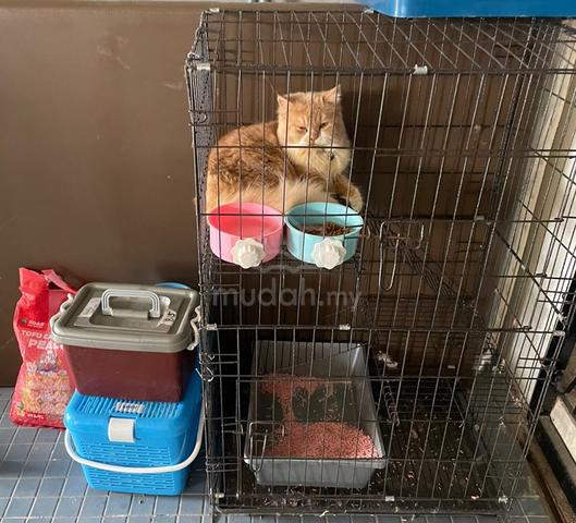 Persian female cat for sale, Kucing Parsi - Pets for sale in Kuala ...