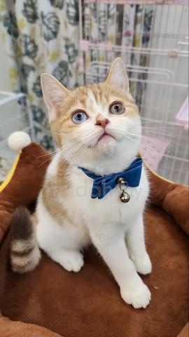 bsh bicolour red 3 month for rehome - Pets for sale in Port Dickson ...