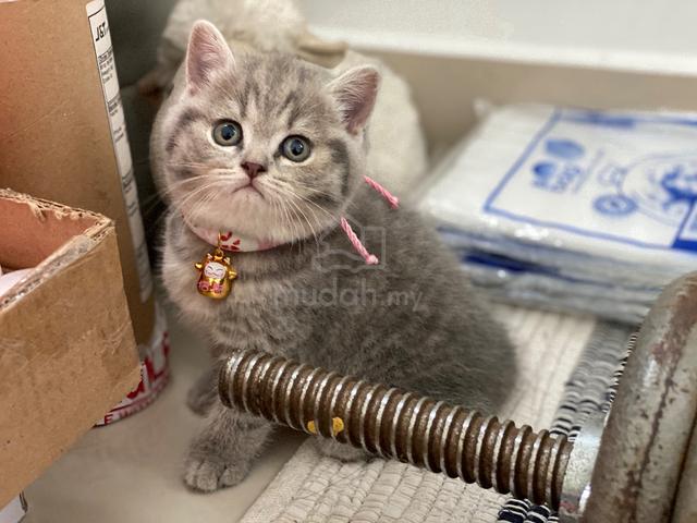 British short Hair tabby - Pets for sale in Semenyih, Selangor