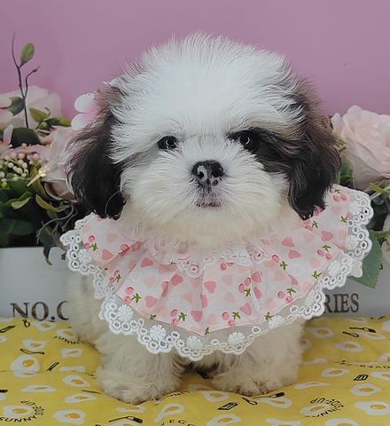 Gorgeous Cute Shih Tzu Puppu Dog Pet *yu.03636 - Pets for sale in ...