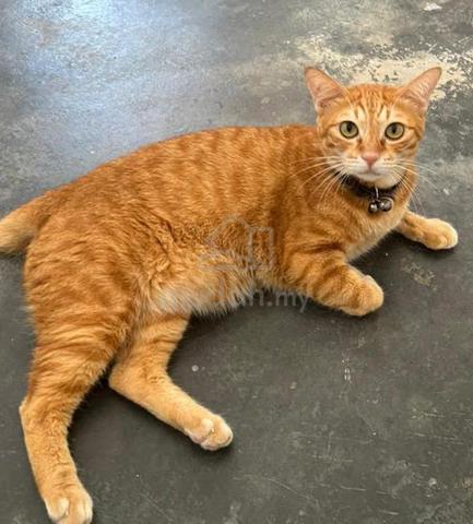 Juno- fat boy cat-free-Penang - Pets for sale in Others, Penang