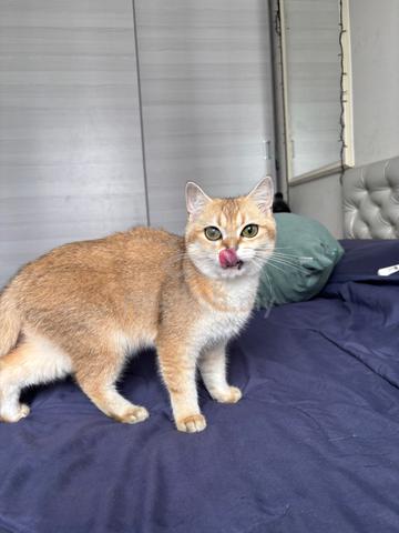 British Short Hair (BSH) Golden Female - Pets for sale in Shah Alam ...