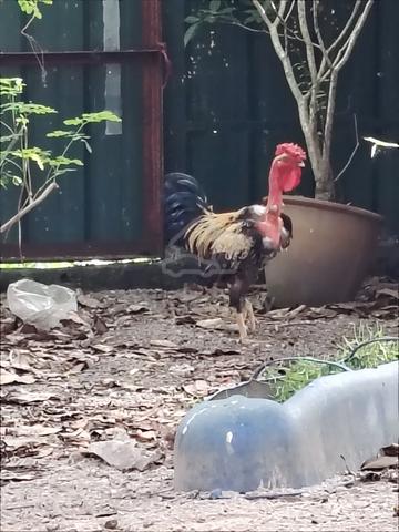 Ayam Botak - Pets for sale in Ipoh, Perak