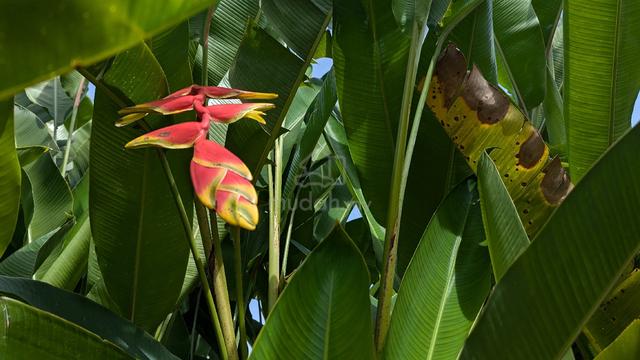 Pokok Heliconia Rostrata (Sepit Udang) - Garden Items for sale in Kota ...