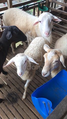biri dorper - Pets for sale in Bachok, Kelantan