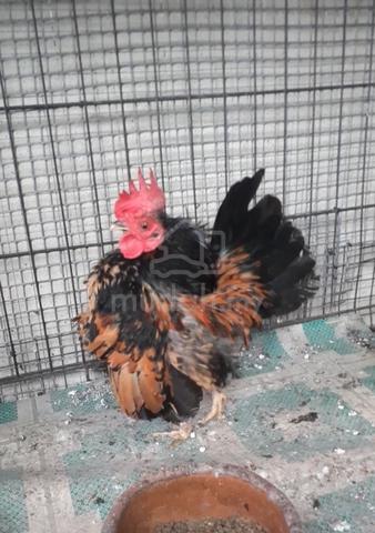 ayam serama - Pets for sale in Kepala Batas, Penang