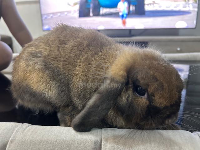 Arnab holland loop - Pets for sale in Seremban, Negeri Sembilan