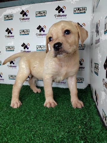 Cream Labrador with MKA cert - Pets for sale in Ambang Botanic, Selangor