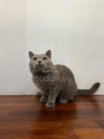 BSH blue - Pets for sale in Cheras, Kuala Lumpur