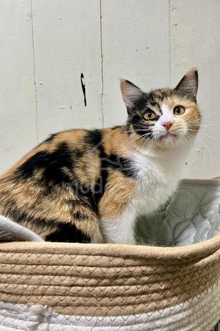 Timothea- medium hair calico breed-free-Penang - Pets for sale in ...