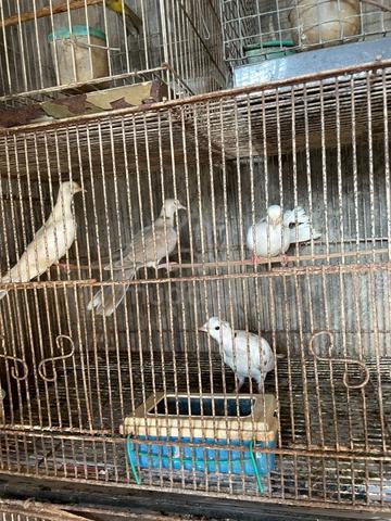 Terkukur Jawa - Pets for sale in Old Klang Road, Kuala Lumpur