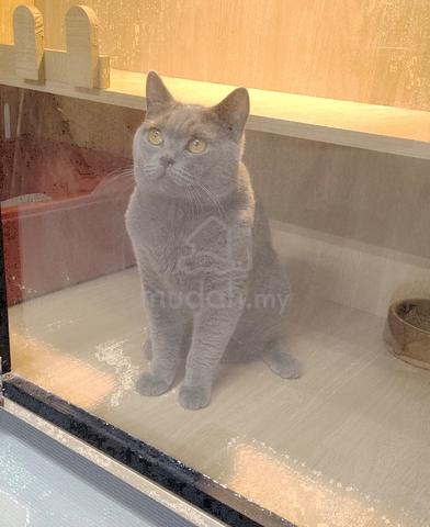 British Shorthair BSH Blue Male Baka Besar - Pets for sale in Alor ...