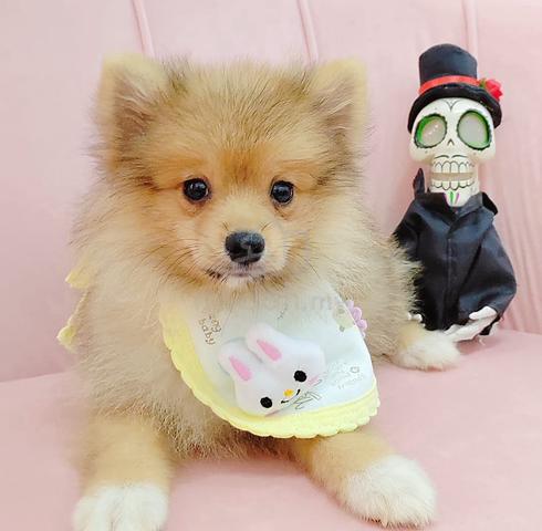 LION KING PUPPY POMERANIAN DOG #z423 - Pets for sale in Puchong, Kuala ...
