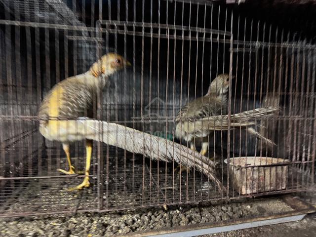 Yellow golden pheasant .Burung kuang - Pets for sale in Kota Bharu ...