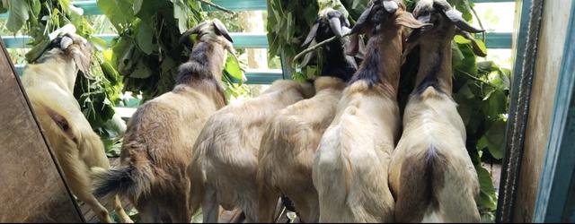 Kambing Baka Boer Cross - Pets for sale in Beranang, Selangor