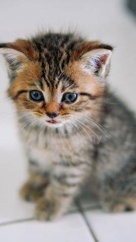 Golden British Shorthair (BSH) Brown Tabby Pattern - Pets for sale in ...