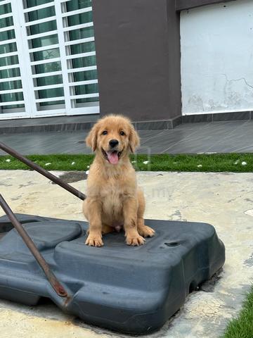 Big bone Golden Retriever puppy - Pets for sale in Others, Selangor