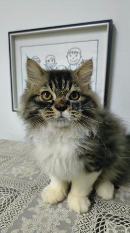 kucing parsi jantan kitten long hair cat bicolor - Pets for sale in ...