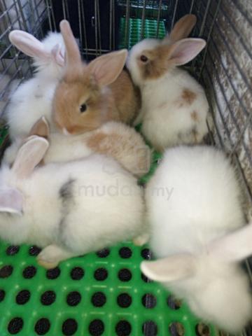 anak arnab - Pets for sale in Puncak Alam, Selangor