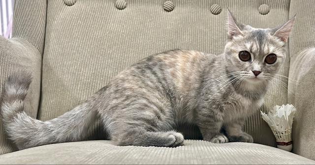 Munchkin BSH - Pets for sale in Puncak Alam, Selangor