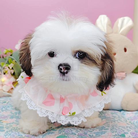 Chubby Face Shih Tzu Puppu Dog Pet *yu.0183 - Pets for sale in Puchong ...