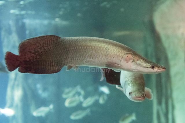 monster fish arapaima - Pets for sale in Kota Kinabalu, Sabah
