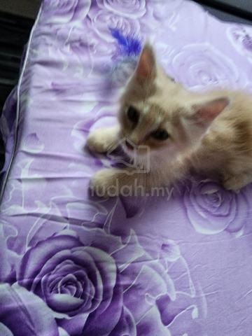 kucing - Pets for sale in Jawi, Penang