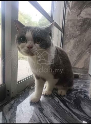 bsh bicolour - Pets for sale in Kota Kemuning, Selangor