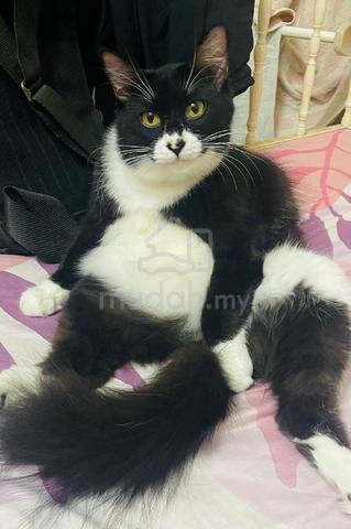 Kucing Batman Dlh - Pets for sale in Others, Kelantan