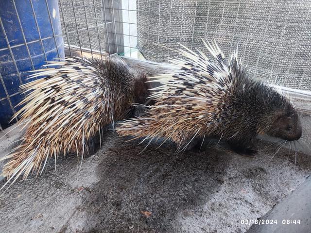 landak raya - Pets for sale in Batu Caves, Selangor