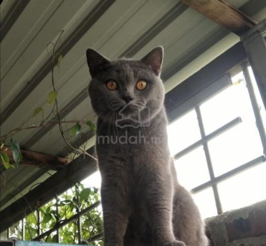 kucing BSH blue - Pets for sale in Kuala Terengganu, Terengganu