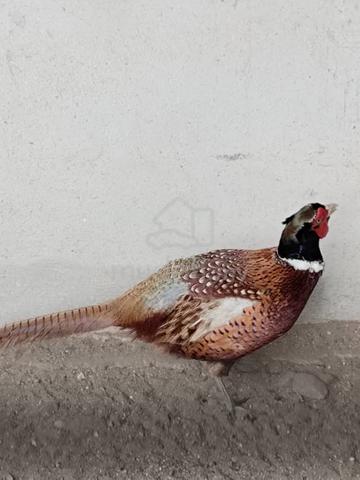 burung Kuang - Pets for sale in Kuala Kangsar, Perak