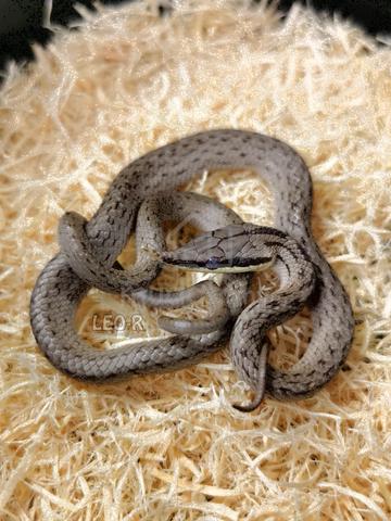 Rhino Rat Snake / Ular - Pets for sale in Ayer Itam, Penang