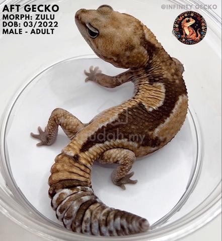 AFT Fat-Tailed Gecko Malaysia Zulu Pair 马来西亚肥尾守宫 - Pets for sale in ...