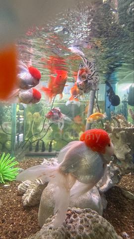 Thai Gold Fish - Pets for sale in Tawau, Sabah