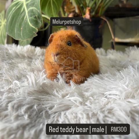 Red teddy bear guinea pig tikus belanda - Pets for sale in Sungai Buloh ...