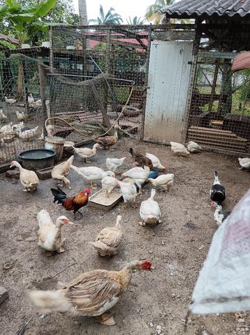 Itik serati/Nila/Muscovy - Pets for sale in Tanjong Minyak, Melaka